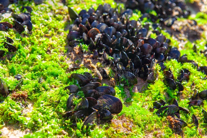 Algae and Shells stock image. Image of coastline, beach - 190736483