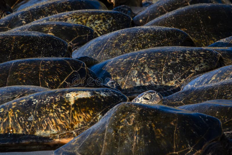 Shells of a Green Sea Turtles Packed on a Beach Stock Image - Image of ...