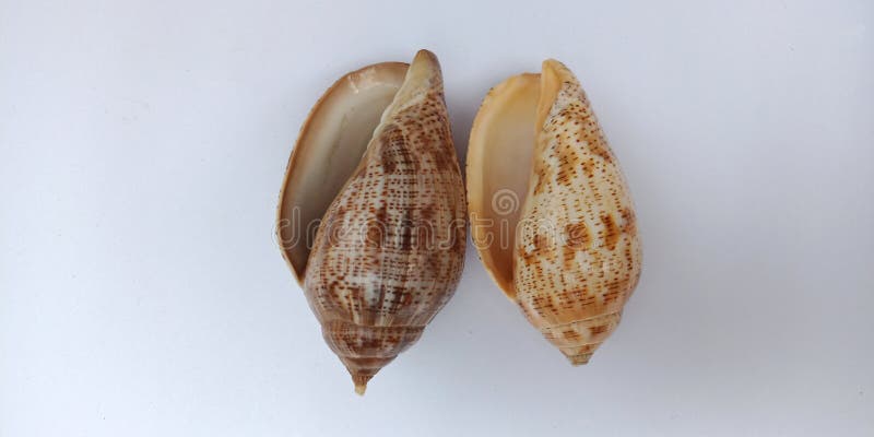 Shells with Grey Textured Background Wallpaper, Stock Photo - Image of ...