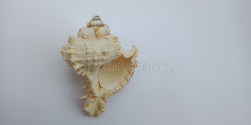 Sea Shells with Grey Textured Background Wallpaper, Stock Photo - Image ...