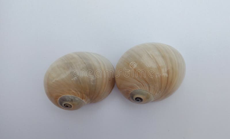 Shells with Grey Textured Background Wallpaper, Stock Image - Image of ...