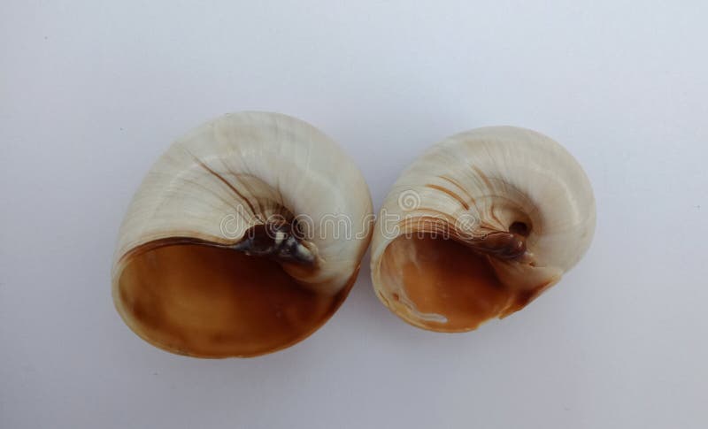 Shells with Grey Textured Background Wallpaper, Stock Image - Image of ...