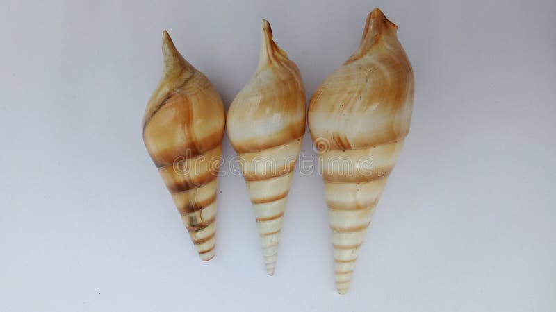 Sea Shells with Grey Textured Background Wallpaper, Stock Image - Image ...