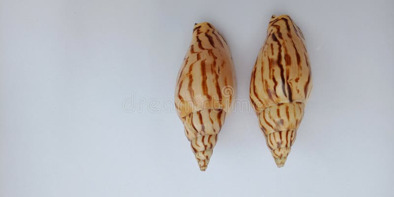 Shells with Grey Textured Background Wallpaper, Stock Image - Image of ...