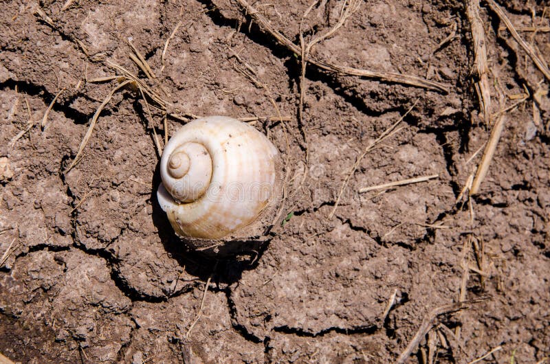 Shells on the Ground Barren Stock Photo - Image of southern, southward ...