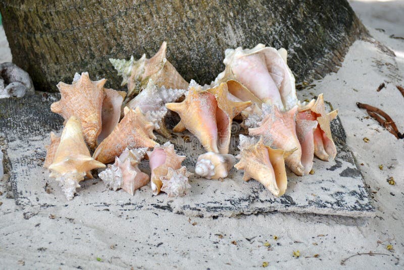 Shells, on the Ground, Under the Tree, for Sale Stock Photo - Image of ...