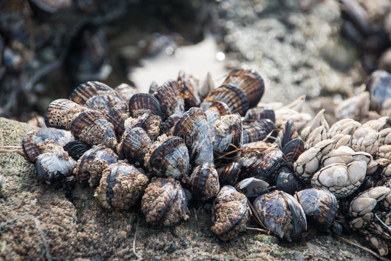 Shells Growing on a Rock at the Beach Stock Image - Image of natural ...