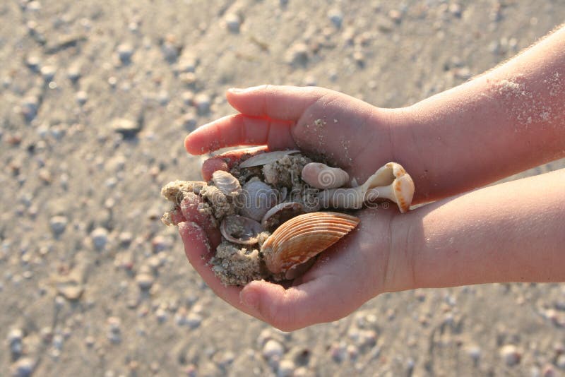 Shells in hand stock photo. Image of hands, coast, vacation - 854358