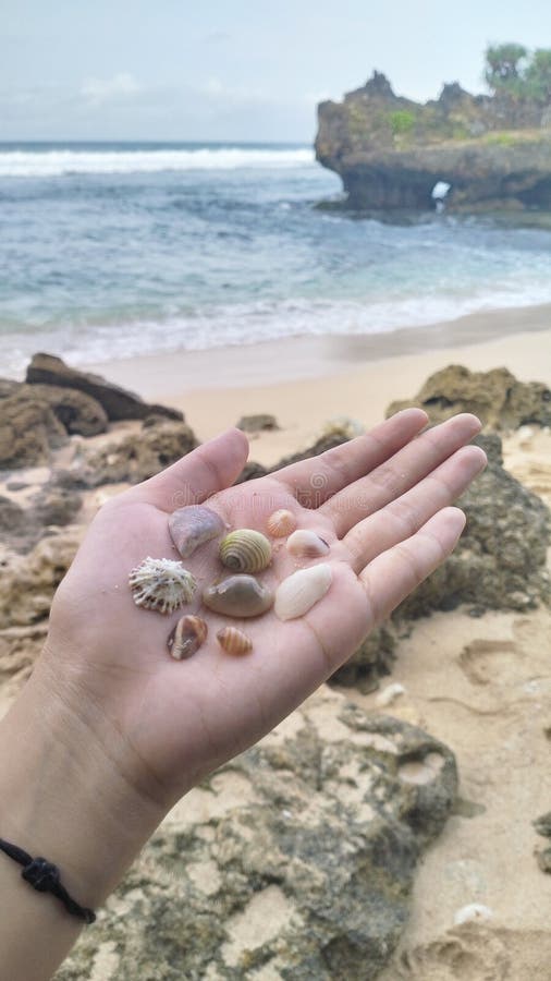 Shells on a Hand with a Beautiful Beach Background Stock Photo - Image ...