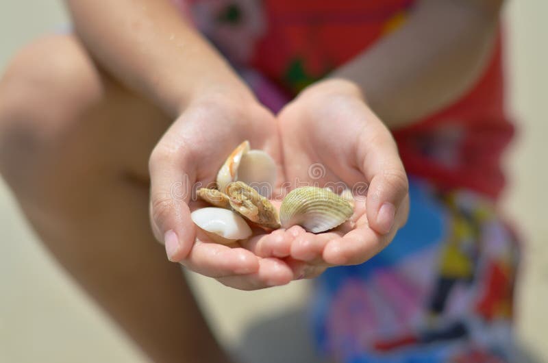 Shells in the Hand of a Child Stock Image - Image of macro, closeup ...
