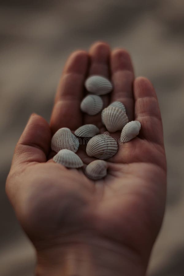 Shells in the Hand. Holiday Memories Stock Image - Image of holiday ...