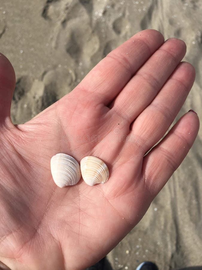 Shells in the hand, Norway stock image. Image of sand - 164387633