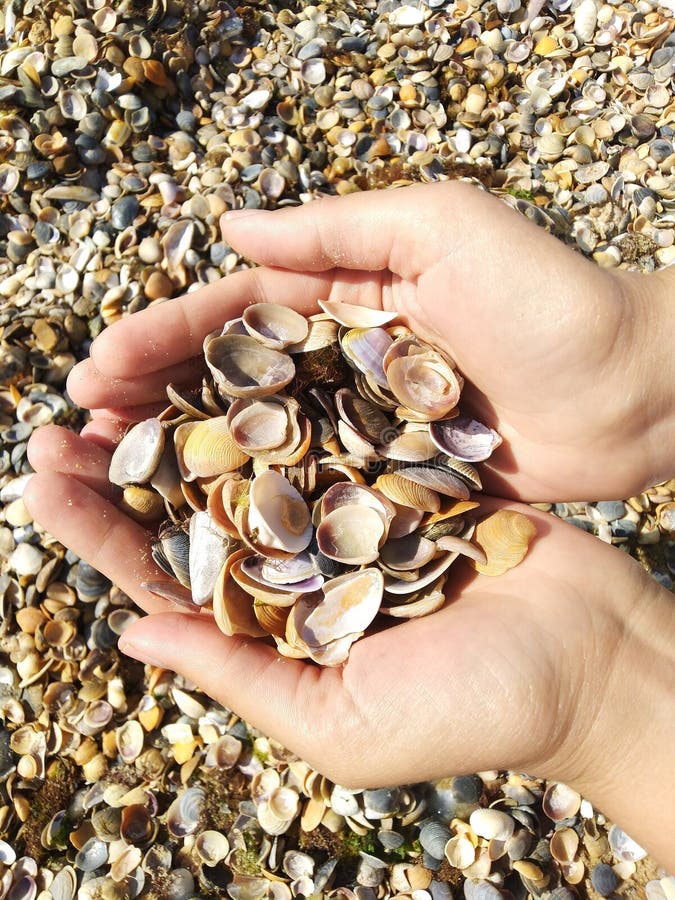 Shells in Hands on the Beach. Stock Photo - Image of nature, coast ...