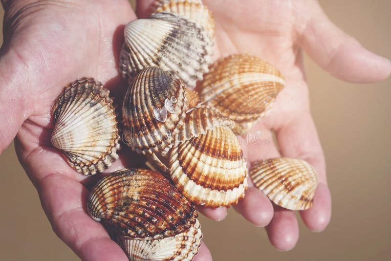 Shells stock photo. Image of hold, holding, giving, shell - 97095024