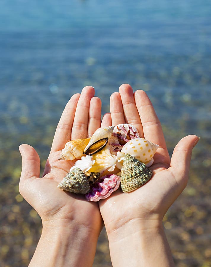 Shells in the hands stock photo. Image of hands, enjoy - 39407094