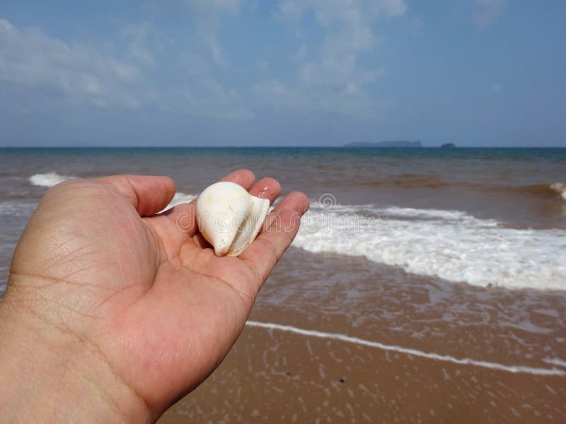 Shells in the hands stock image. Image of hands, beach - 177777033