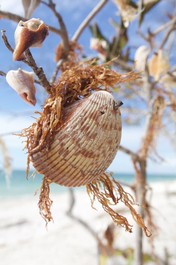 Beautiful Complicated Beach Stock Photos - Free & Royalty-Free Stock ...