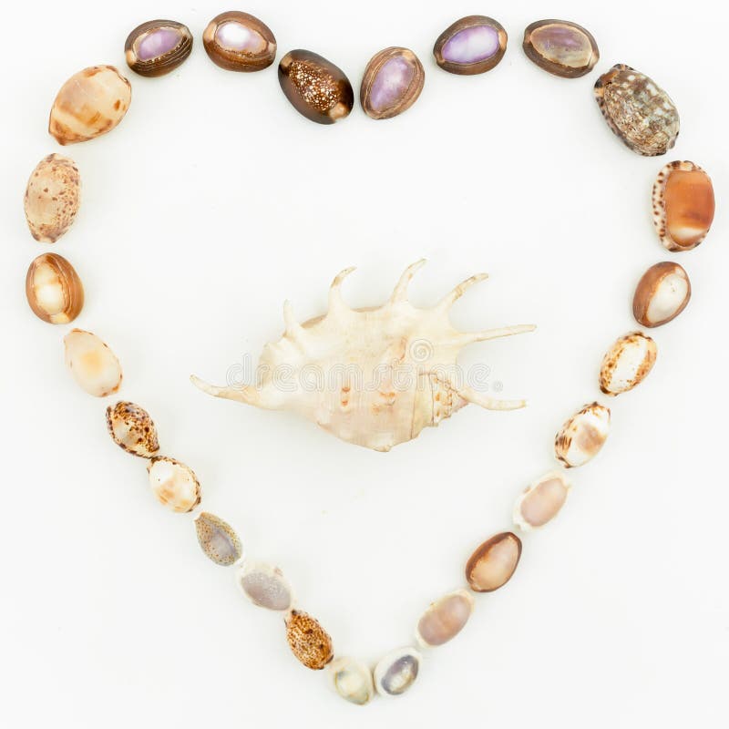 Shells. Heart Symbol Isolated on White Background. Flat Lay. Top View ...