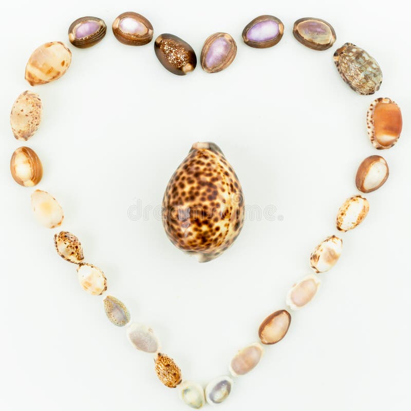 Shells. Heart Symbol Isolated On White Background. Flat Lay. Top View ...