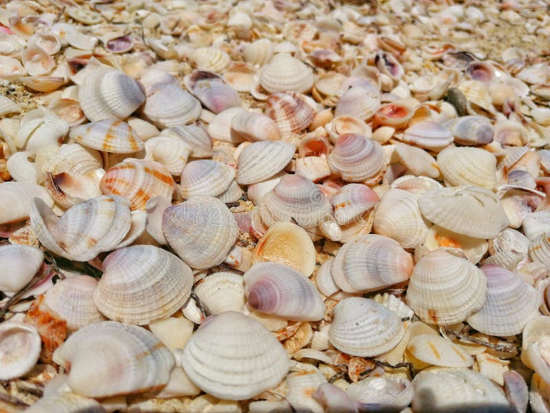 Shells in Holbox stock image. Image of shells, beach - 155212647