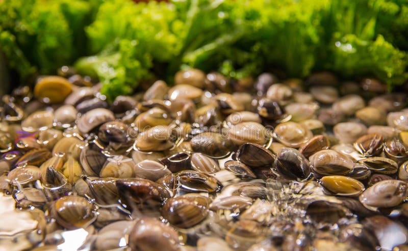 The shells stock photo. Image of mussel, shells, thai - 90222814