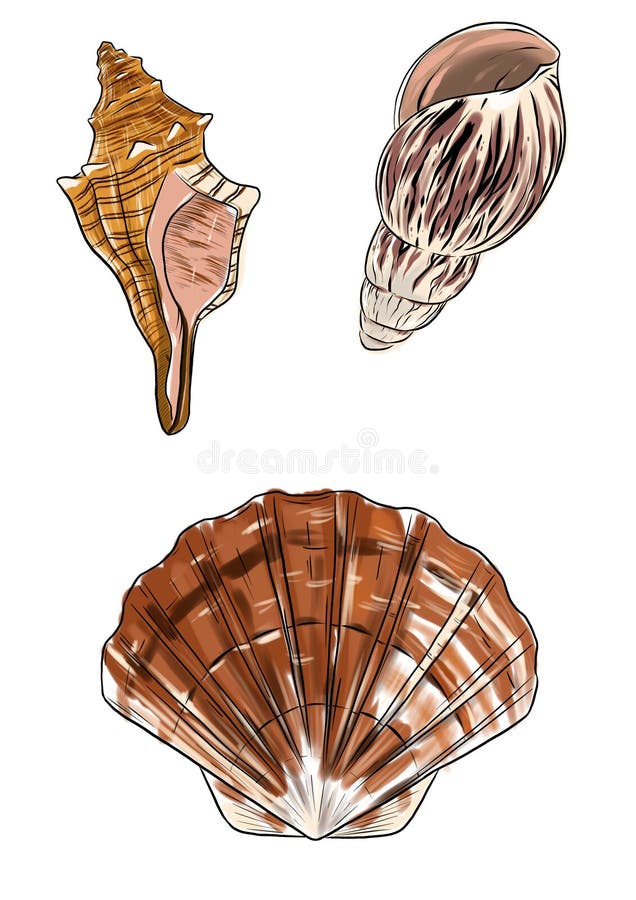 Shells Illustration. Illustrator, Designer Stock Illustration ...