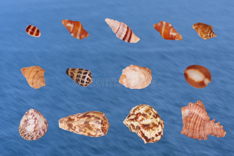 Set of Different Shells of Shellfish from the Indian Ocean Isolated on ...