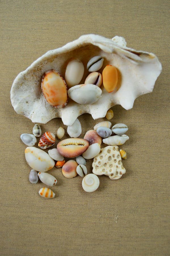 Shells from indian ocean stock image. Image of still - 61675743