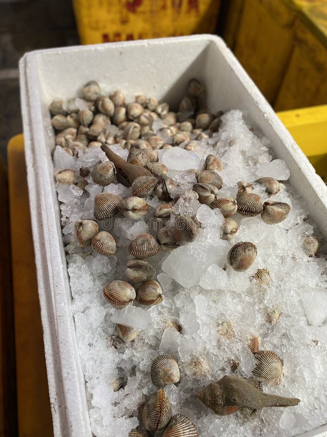 Shells from Indonesia stock image. Image of kinds, shells - 293622613