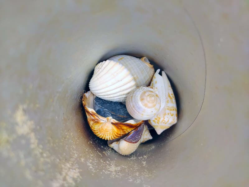 The Shells Inside the Aluminum Can. Stock Image - Image of inside ...