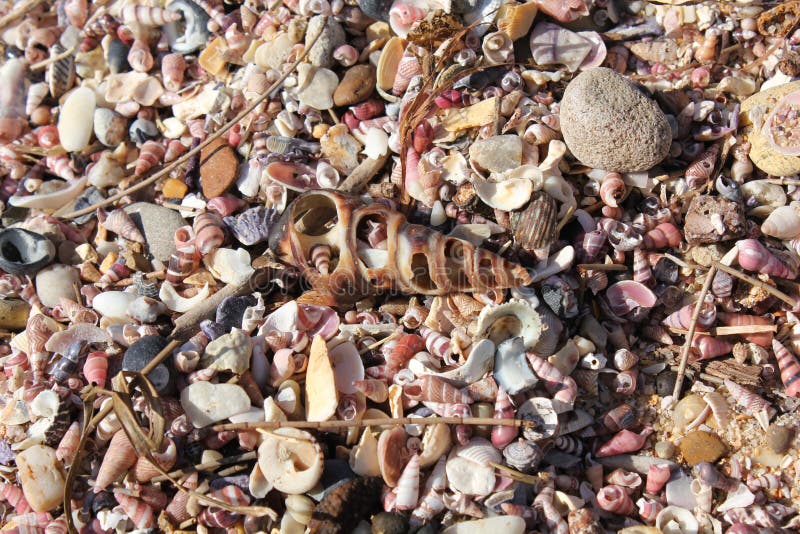 Shells stock photo. Image of flotsam, found, beach, shell - 44509488