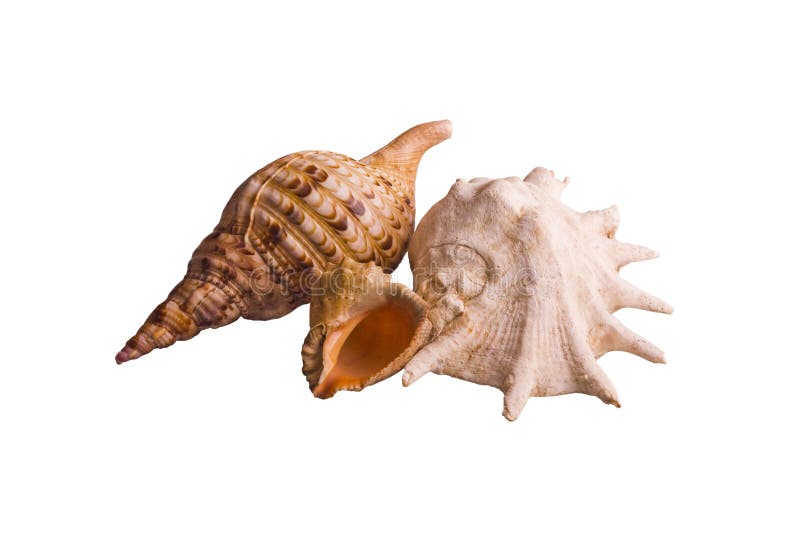 Shells isolated stock image. Image of collection, tropical - 10970935