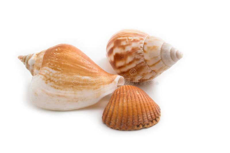 Sea shells stock photo. Image of white, isolated, shape - 11389508