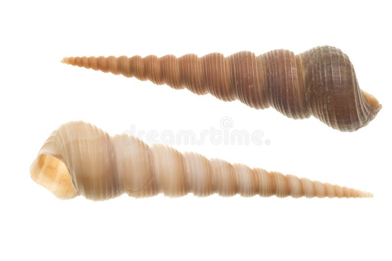 Fusinus Spiral Shell stock image. Image of fusinus, shell - 5829565