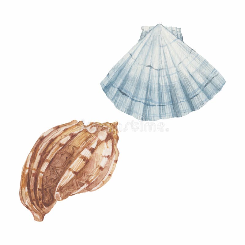 Shells Isolated on White Background. Vector, Watercolor Hand Drawn Set ...