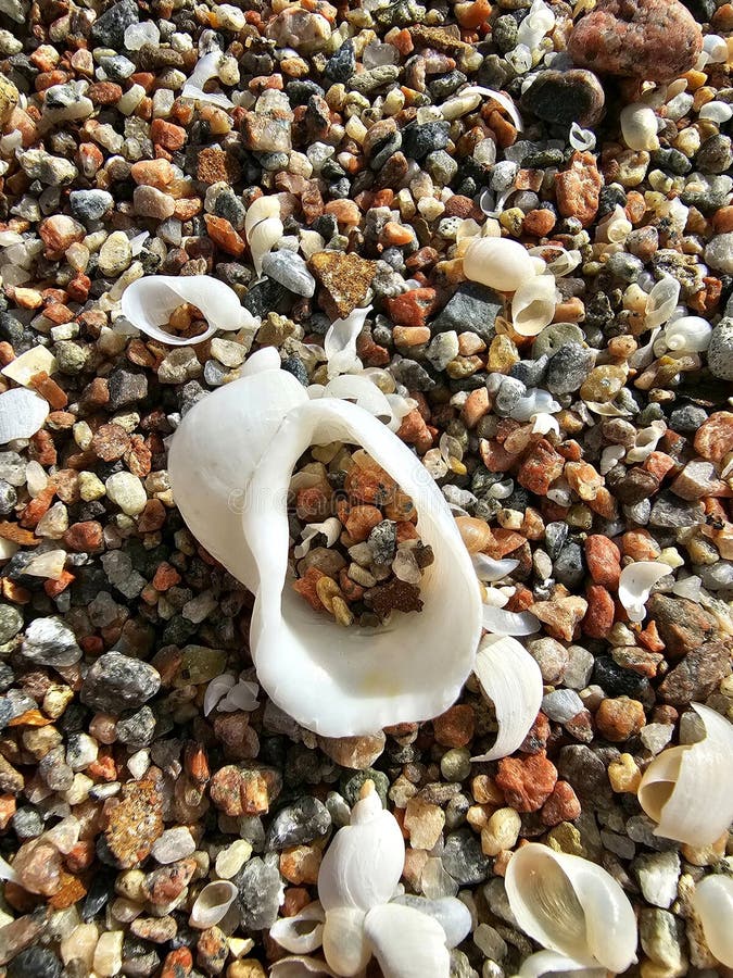 Shells in the lake stock image. Image of geology, food - 274510869