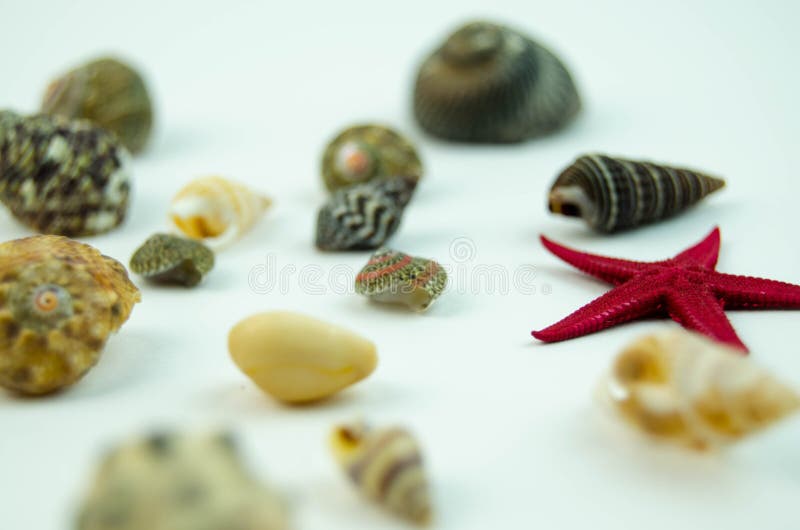Shells in large quantities stock image. Image of starfish - 61024793