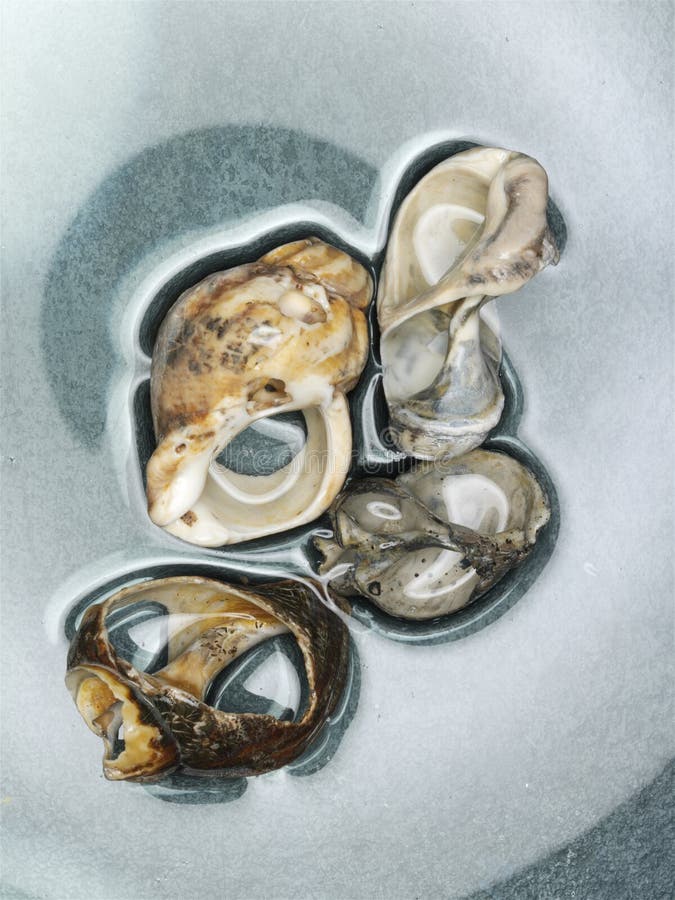 Shells in floating water stock image. Image of hand - 340855629