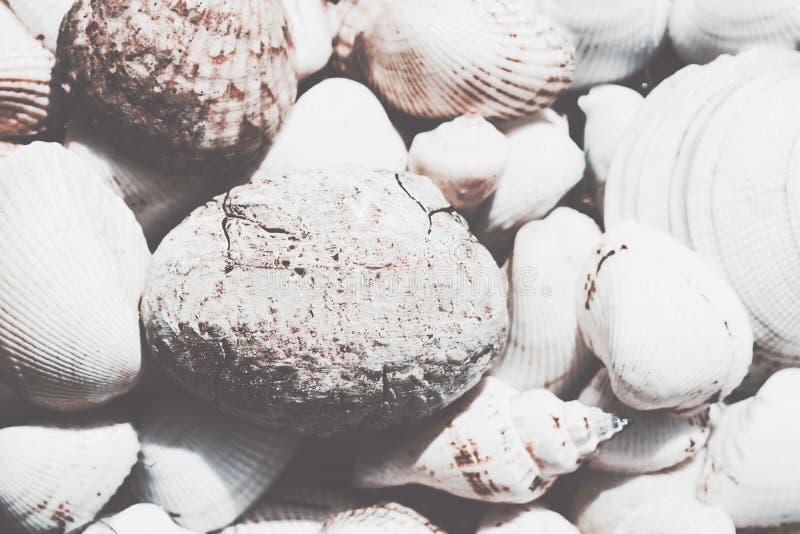 Shells Laying Next To Each Other on a Beach. Stock Photo - Image of ...