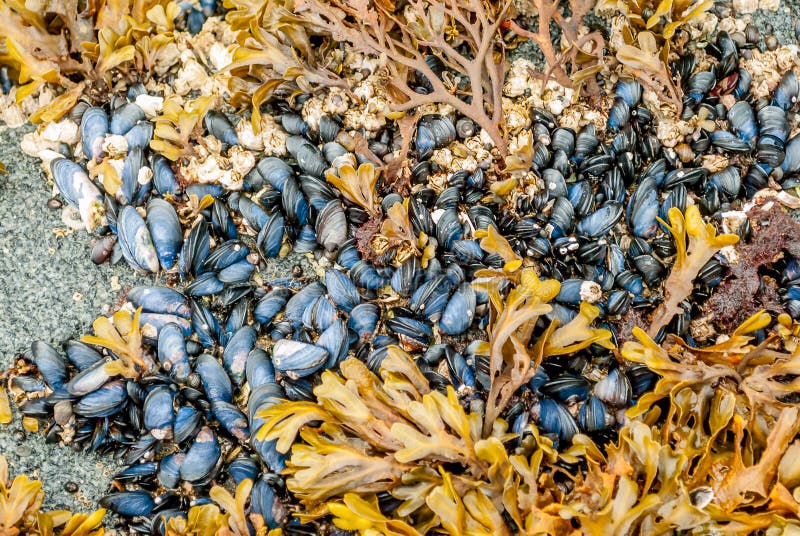 Shells and Leaves on a Beach Stock Image - Image of blue, leaves: 77000265