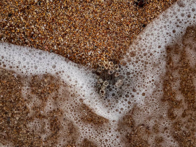 Shells Lie on the Sandy Shore Washed by the Foamy Waves from the Sea ...