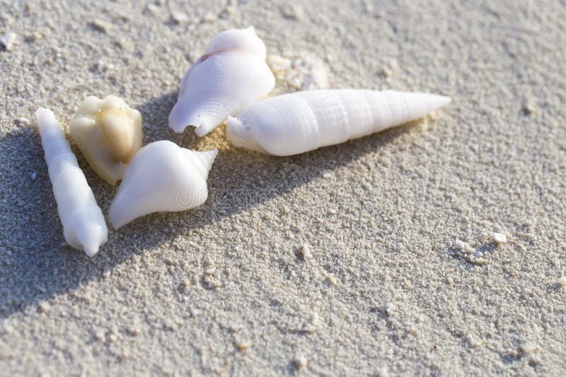 Shells Lie on White Sand on the Seashore. Stock Image - Image of nature ...