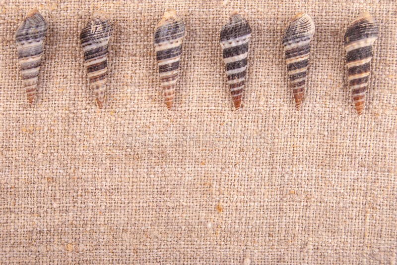 Shells stock photo. Image of lifestyle, healthy, mollusc - 52531054