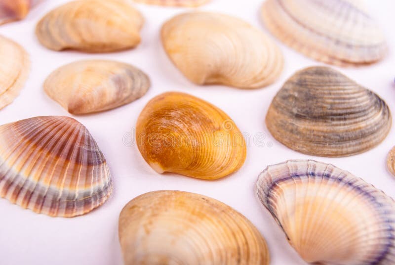 Shells stock image. Image of empty, copy, ocean, healthy - 52530725