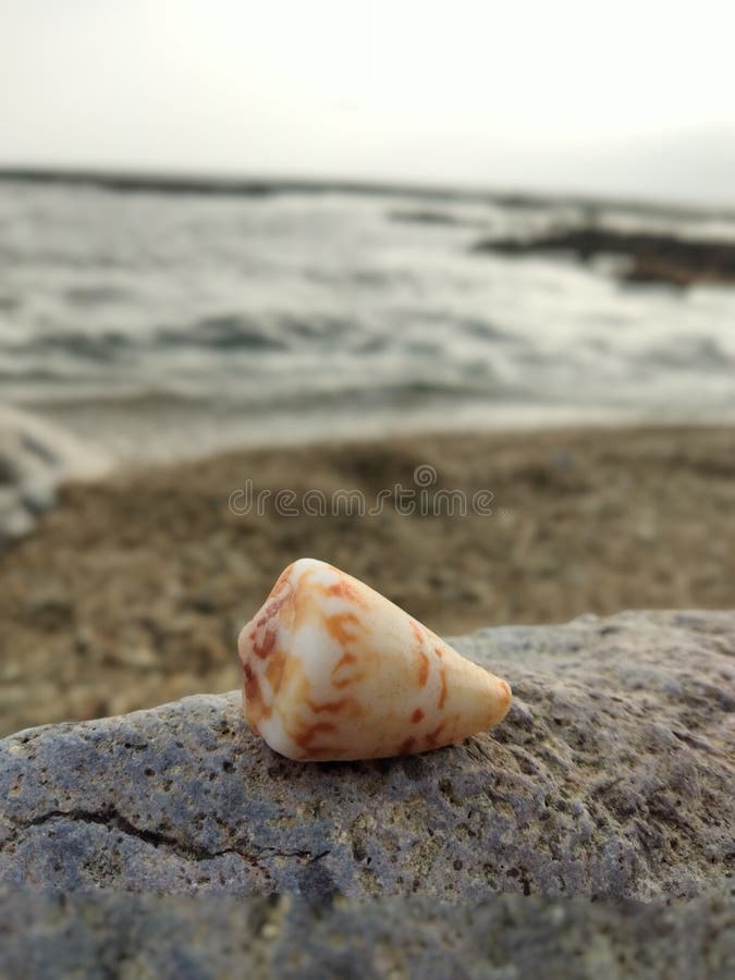 Shells that Live on the Beach Make the Beach Even More Beautiful? Stock ...