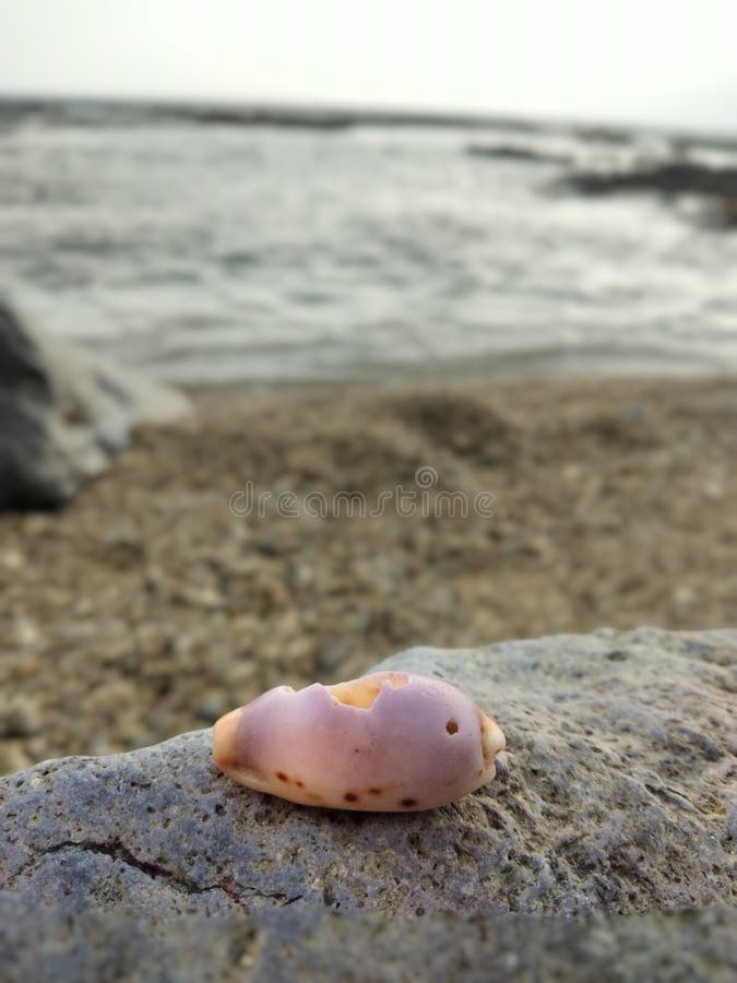 Shells that Live on the Beach Make the Beach Even More Beautiful? Stock ...