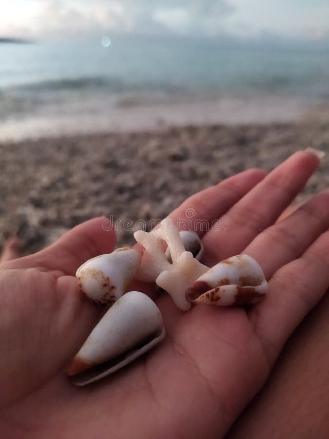 Shells that Look so Pretty on the Little Hands with the Blur. Stock ...