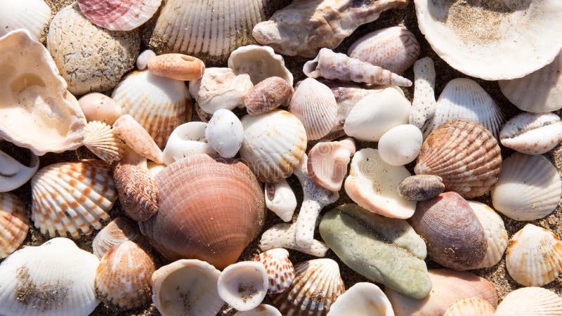 Shells, Lots of Different Sea Shells and Snail Shells on Beach Stock ...