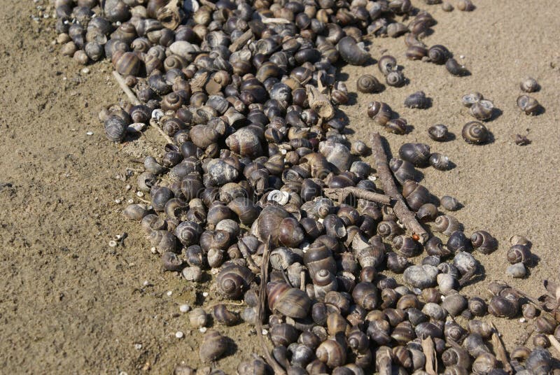 Shells after low tide stock image. Image of natural - 171407191