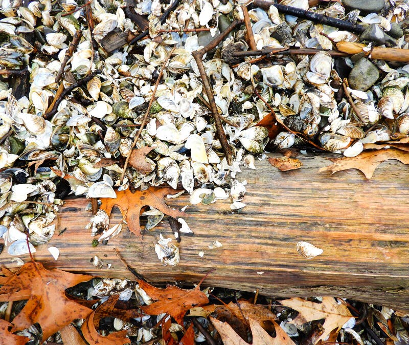 Cayuga Lake Winter Shore with Frozen Waves Stock Photo - Image of ...